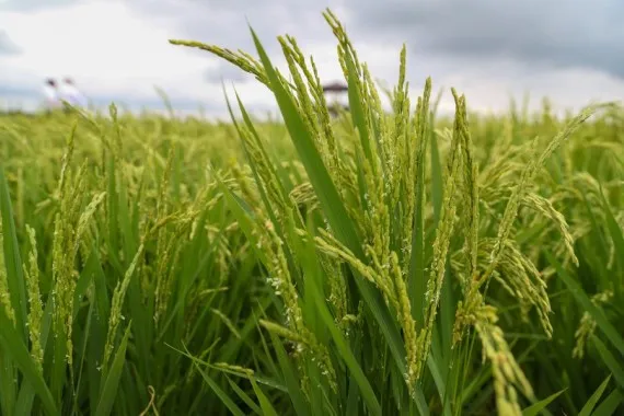 National rice sci-tech innovation platform inaugurated in NE China ...