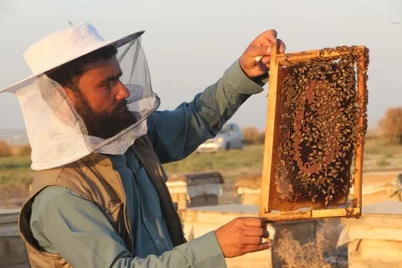 Asia Album: A glimpse into bee farm in Afghanistan’s Kunduz province ...