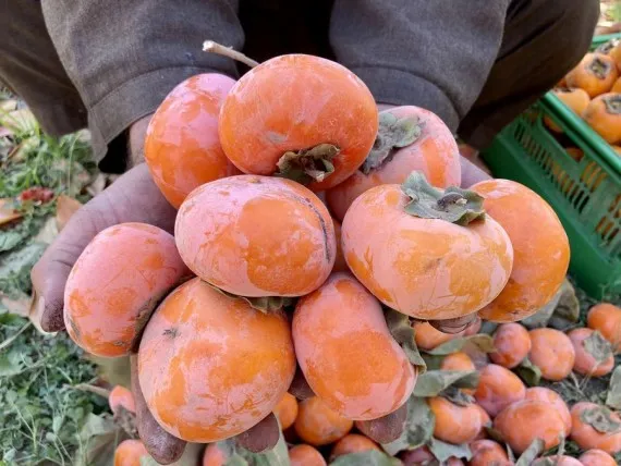 Asia Album: Persimmon harvest sparks joy in S. Afghanistan - Internews ...