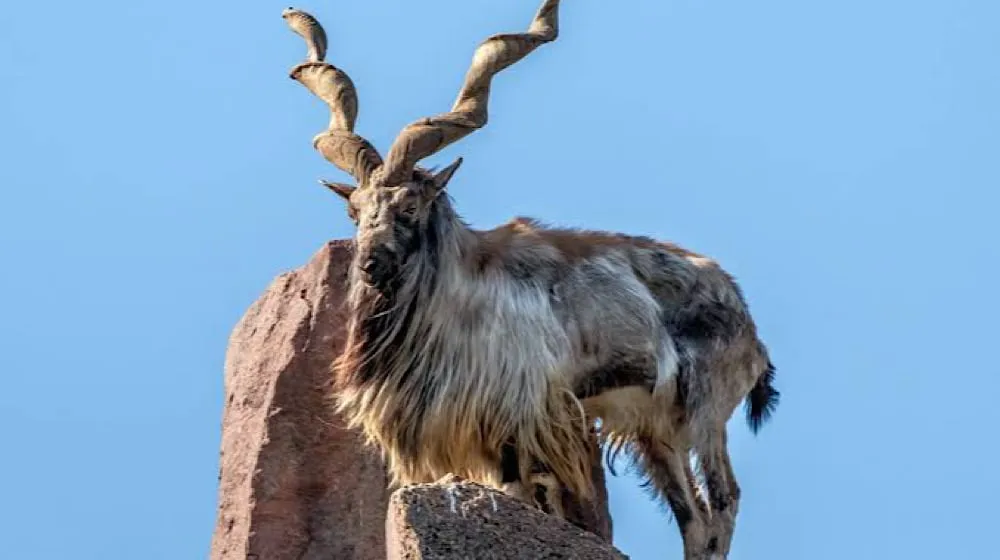 Markhor population records notable increase in Pakistan - Internews ...