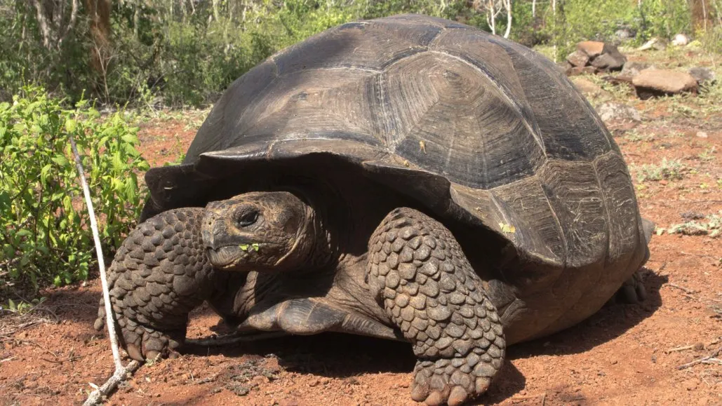 Giant tortoise migration in the Galápagos may be stymied by invasive ...