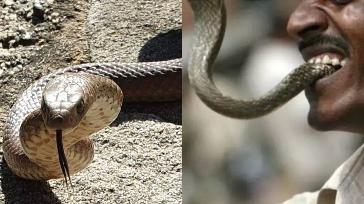Man bites snake thrice, kills it after reptile bit him - Internews Pakistan