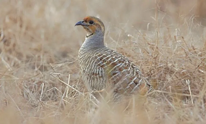 Seven poachers caught hunting antelope, pigeons and partridges ...